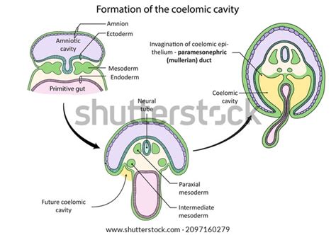 28 Coelom Cavity Royalty Free Photos And Stock Images Shutterstock
