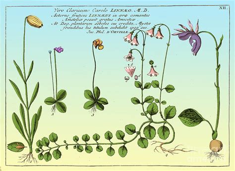 Linnaea Borealis Linnaeuss Favorite Photograph By Science Source