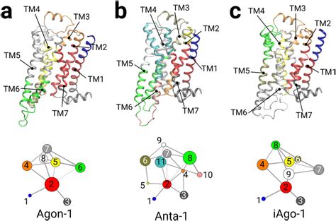 Simultaneous View Of Community Residue Interaction Network And 3d