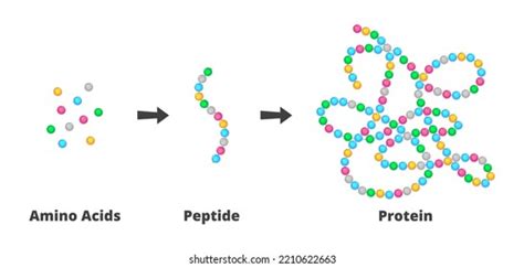 Proteins Diagram