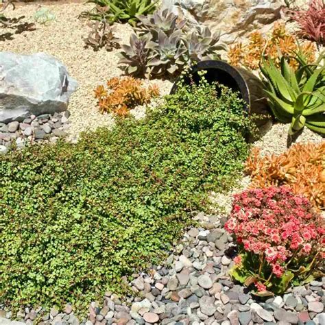 What Are The Top Drought Resistant Plants For Gardens