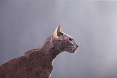 Decoding Cats One Step At A Time Mycatdna