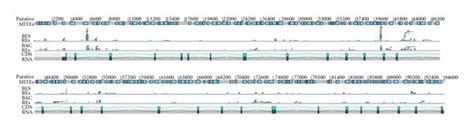 identification of putative miniature inverted repeat transposable