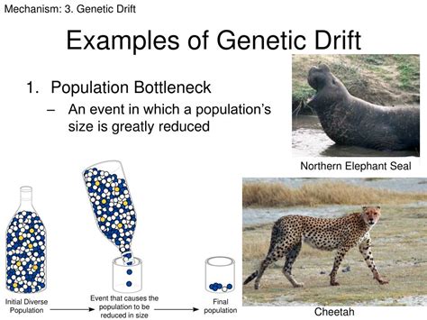 Genetic Drift Examples