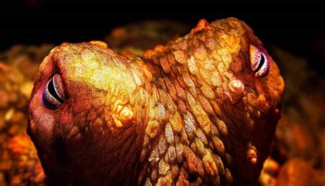 The Octopus Visual System Is A Lot Like Ours Futurity