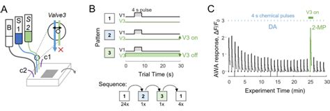 Automated Multimodal Stimulation And Simultaneous Neuronal Recording