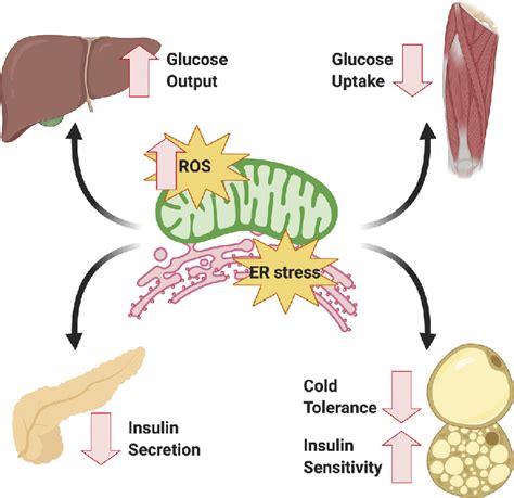 Tissue Specific Associations With Altered Mitochondrial Associated