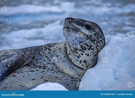 Antarctic Leopard Seals
