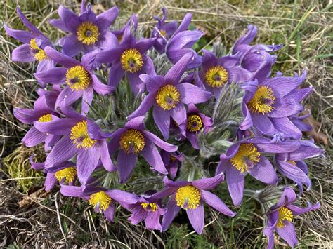 How To Care For Pasque Flower Essential Tips For Thriving Blooms