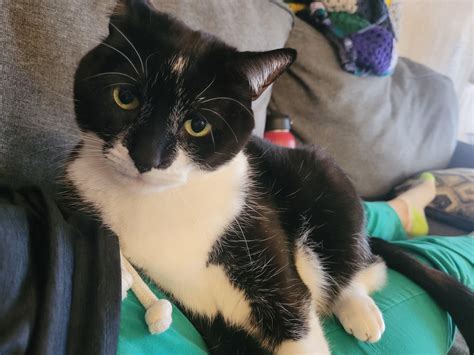 Olivia Is Offering Cuddles Rsupermodelcats