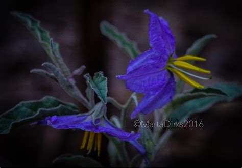 Flower Deborah Adele Yoga Author