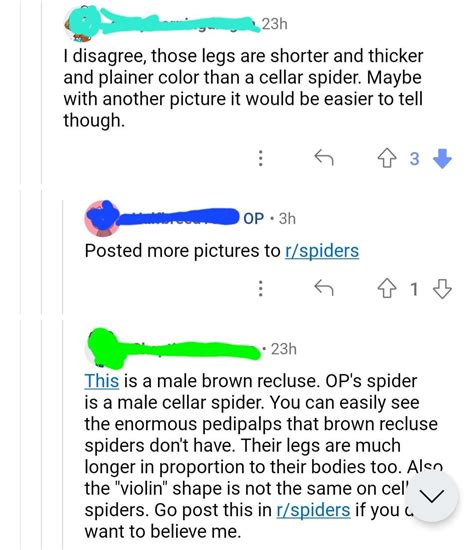 Incorrectly Identifying A Spider As A Brown Recluse Rspiderbro