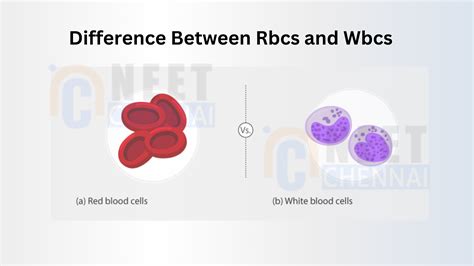 Difference Between Rbcs And Wbcs Neet Chennai