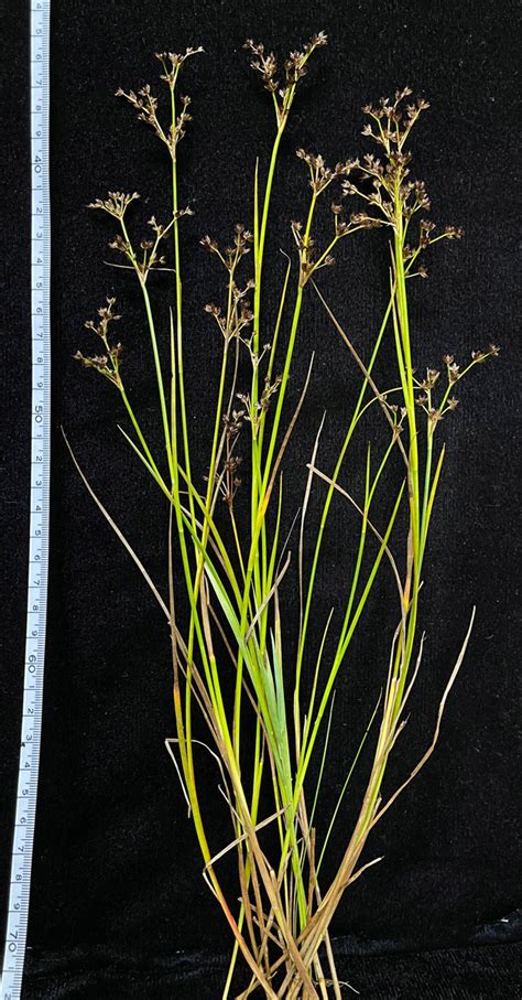 Juncus Articulatus Juncaceae