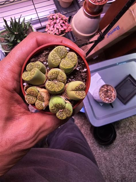 Nursery Rescue R Lithops