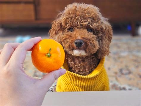 강아지 귤 먹어도 될까 급여 방법과 주의사항 네이버 블로그