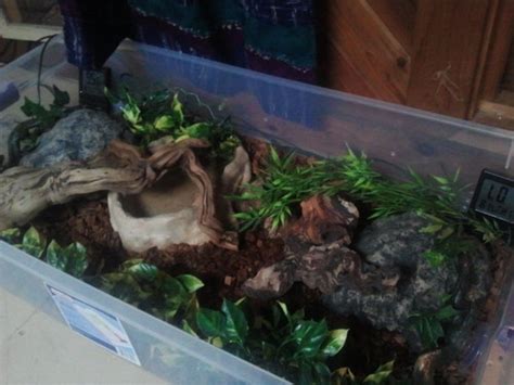 Ball Python Bewild Reptile Rescue Ball Python Bewild Reptile Rescue