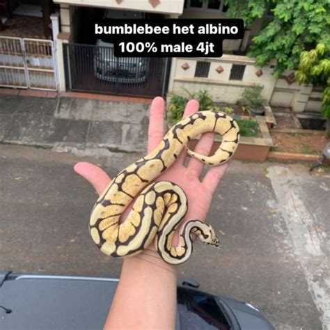 Promo Ball Python Bumble Bee Ball Python Bumblebee Diskon 23 Di