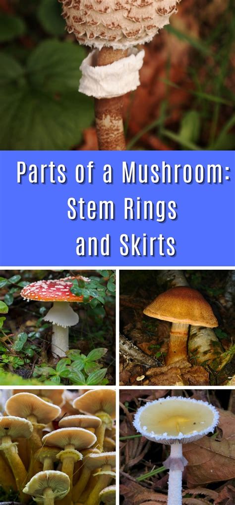 Parts Of A Mushroom Stem Rings And Skirts Mushroom Appreciation