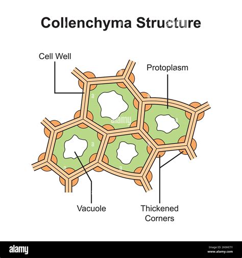 Parenchyma Tissue Diagram