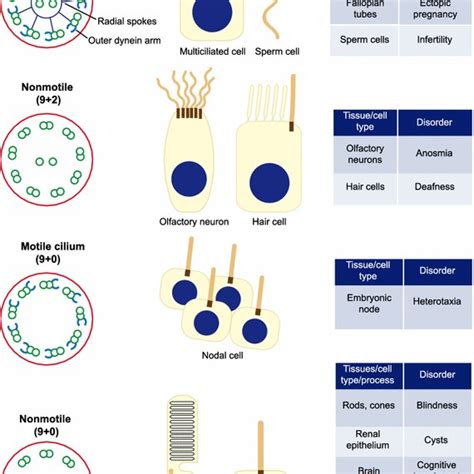 Types Of Cilium A Schematic Of Distinct Types Of Cilium As Seen In Download Scientific Diagram