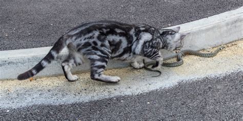 Can Cats Kill Snakes The Truth Behind The Hiss And Purr
