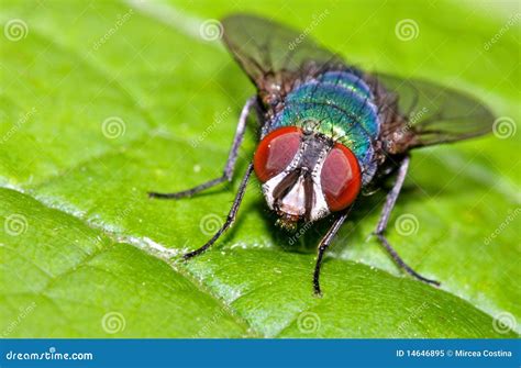 Green Bottle Fly Stock Image Image Of Blue Disgust 14646895