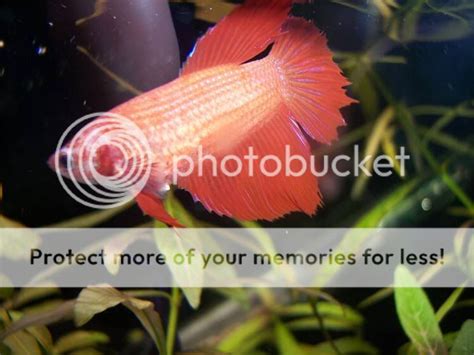 Sex Of Betta Splendens