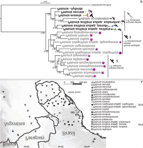 Bayesian Inference Phylogeny And Geographic Distribution Of Petunia