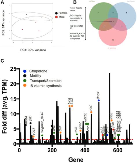 Tsetse Sex Specific Differences In Wigglesworthia Expression A