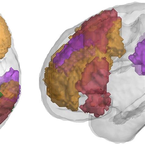 Functional Regions Included In The Parieto‐frontal Integration Theory Download Scientific