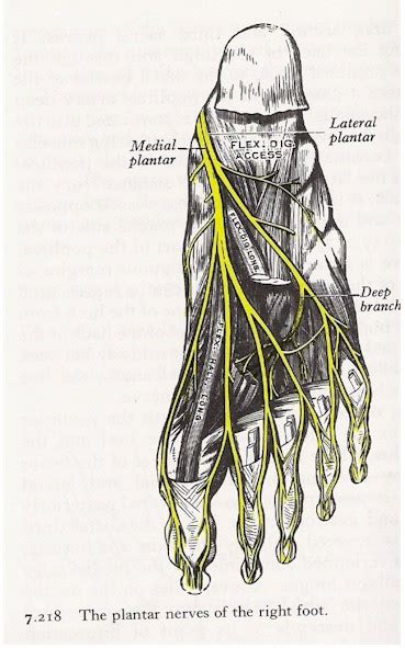 Nerves In The Foot Renew Physical Therapy