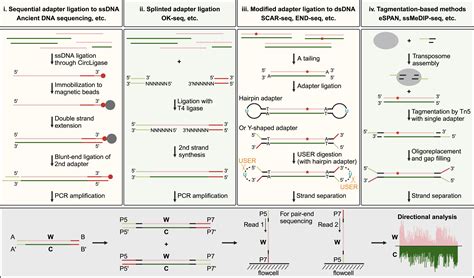 A Tale Of Two Strands Decoding Chromatin Replication Through Strand