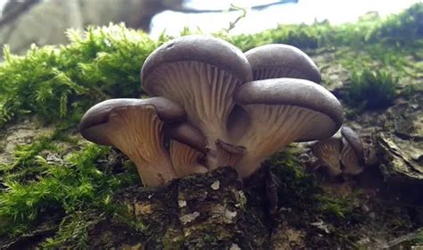 Oyster Mushrooms Of Different Types Description And Benefits Healthy