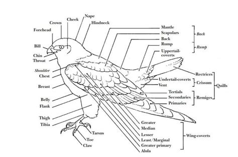 Bird Anatomy