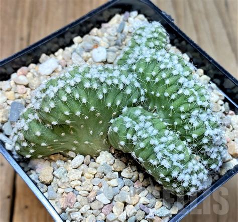 SHPR36161 Echinopsis subdenudata f. cristata – Кактус онлайн