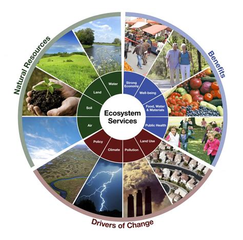 Regulating Ecosystem At Colin Fleming Blog