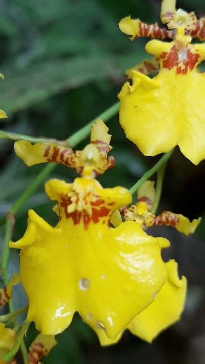 Kandyan Dancer Orchid උඩරට නැට්ටුවා නිරූපණය කරන ඕකිඩ් මල 💃 Viral Orchid Flowers Kckgallery 😊