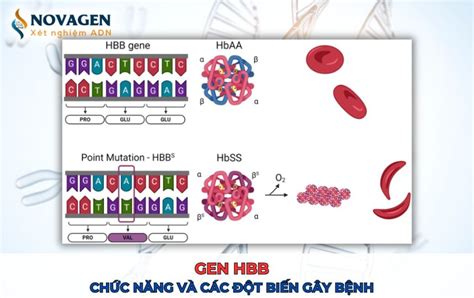 Gen Hbb Chức Năng Và Các đột Biến Gây Bệnh