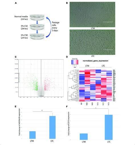A Workflow Of Long Term CSE Exposure B Morphological Changes Download Scientific Diagram