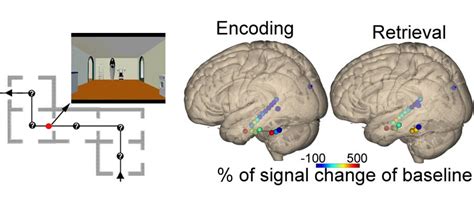 How We Know Where We Are Neuroscience News