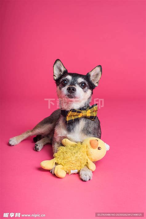 吉娃娃摄影图家禽家畜生物世界摄影图库昵图网