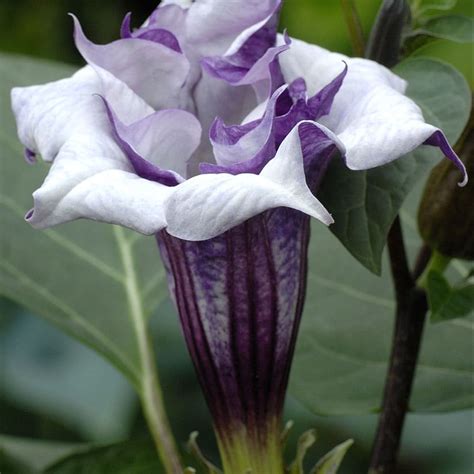 Datura Ballerina Purple Les Serres Caron