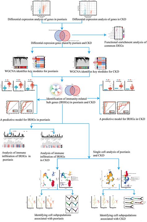 Developing A Novel Immune Related Three Gene Signature And Immune Infi CCID
