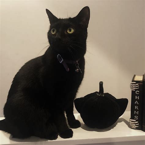 Laura Schaefer Youtube