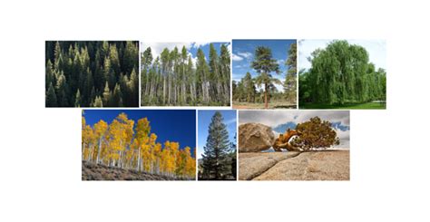 GitHub Vikashryder Forest Cover Type Prediction Analytical Models On Predicting Forest Cover Type