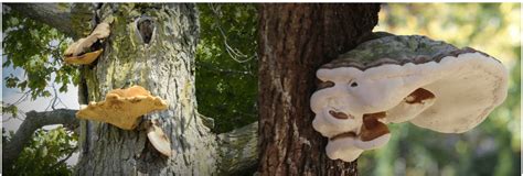 31 Common Mushrooms Found In Canada 2024 Bird Watching Hq