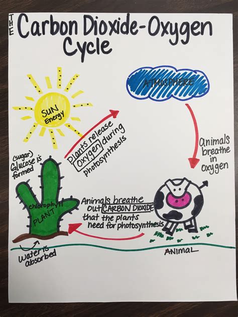 Carbon Dioxide Oxygen Cycle