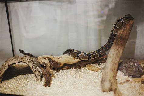 Full Grown Ball Python