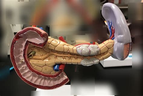 Duodenum Pancreas Model 1 Diagram Quizlet